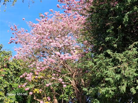 Benedict Ralph L Lao