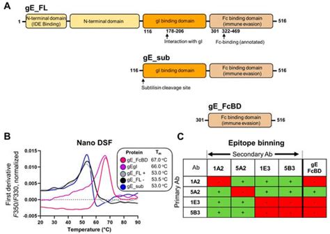 Structures Of The Varicella Zoster Virus Glycoprotein E And Epitope