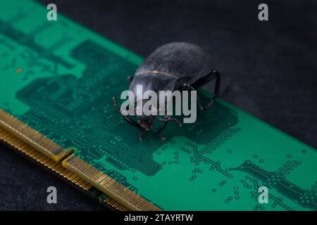 Bug On PC Memory Circuit Board Computer Error Concept Isolated On White Background Stock Photo