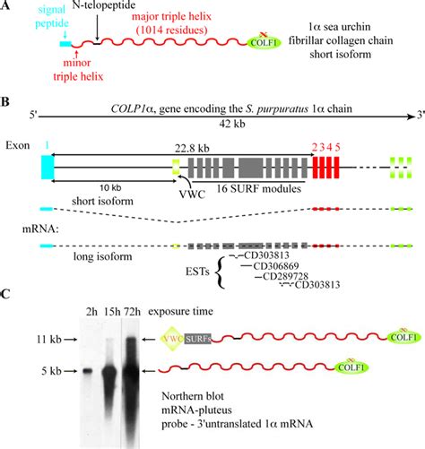 Ijms Special Issue Cladistic Analysis And Molecular Evolution