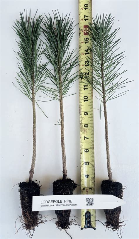 Lodgepole Pine Pinus Contorta Var Murrayana Landscape Pre Bonsa