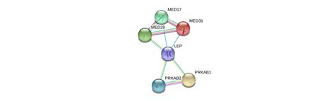 Lep Gene Genecards Lep Protein Lep Antibody