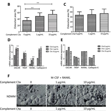 complement c3a significantly promoted the formation and function of