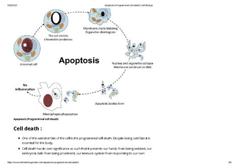 Apoptosis Programmed Cell Death Cell Biology Apoptosis Programmed Cell Death Cell Death