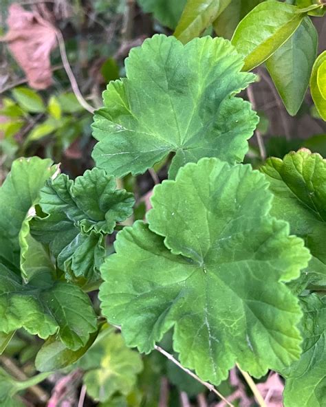 Do Geranium Leaves Turn Red What They Mean And How To Fix Them