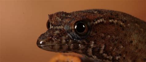 Dwarf Redheaded Gecko Care Guide