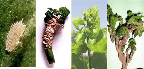 Mealy Bug Fig2 Mealy Bug Feeding On Mulberry Shoot Fig3 Leaf Curl