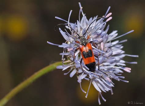 Fotosricardo H Escarabajos I Beetles I