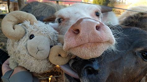 I Am The Cutest Ram Ever And I Love To Travel Look At My Pictures Around The World Bored Panda