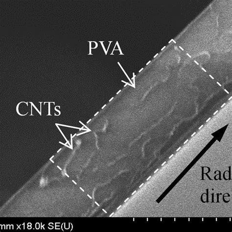 Sem Image Of The Cross Section Of A Typical 2 Wt Cnts Pva Composite Download Scientific