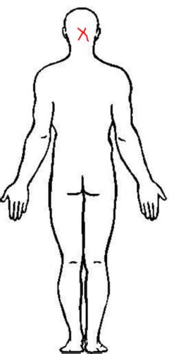 11 Anatomy Review Flashcards Quizlet