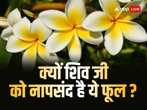 Sawan 2023 Why Ketki Flower Is Not Allowed In Shiv Puja Ketki Ka Phool
