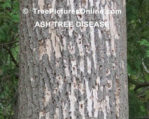 What Is Ash Tree Disease At Martin Horvath Blog