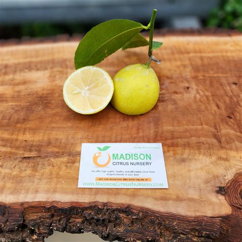 Certified Sweet Lime Citrus Budwood For Sale Madison Citrus Nursery