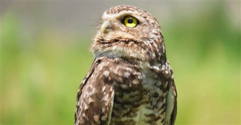 Implémenter Un Modèle De Classification Avec Scikit Learn