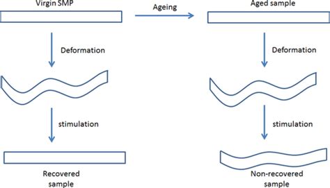 Molecular Weight Influence On Shape Memory Effect Of Shape Memory