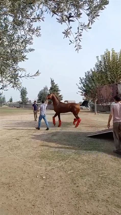 ♡𝐁𝐚𝐧𝐨♡ ‎چه نژادیه⁉️ ماشاالله اسبکرد اسباصیل نریانمادیاناسبترکمن‎ Instagram