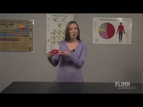 Diffusion Demonstration Model YouTube