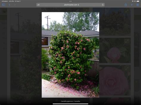 Spring Plant Id Group 1 Flashcards Quizlet