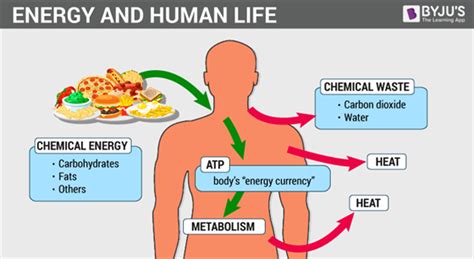Metabolism