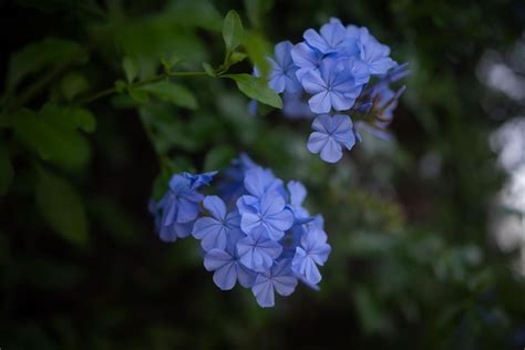 Premium Photo Blue Flowers Closeup On A Dark Green Leaves Background