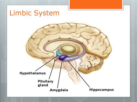 Unit 1 Neuroscience Ppt Download