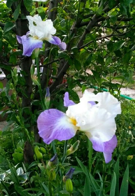 Purple And White Flowers In The Grass