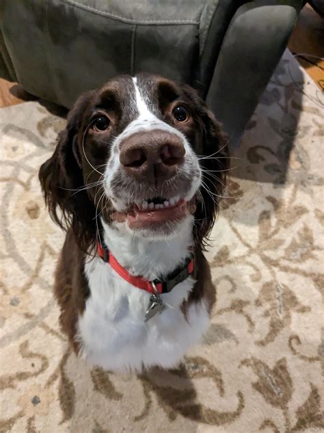 Sometimes His Lip Gets Stuck On His Teef Scrolller