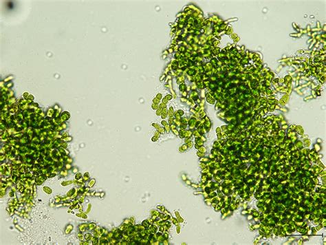 These Freeze Drying Algae Can Awaken From Cryostasis Could Help Spaceflights Go Farther