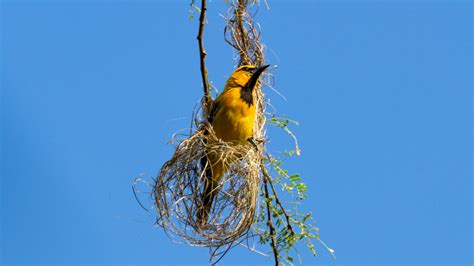 Hp90914 Icterus Nigrogularis Icterus Nigrogularis Yello Flickr