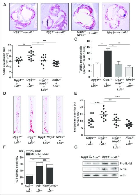 Nucleotide Binding Domain And Leucine Rich Repeat Pyrin Domain Download Scientific Diagram