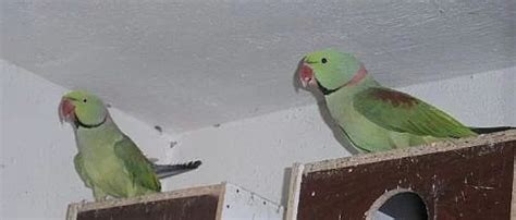 Alexandr Velký Papoušek Nymburk Prodám Chovzvířatcz