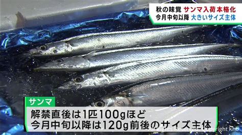 サンマの入荷が本格化 脂の乗りが良い 仙台市中央卸売市場 Khb東日本放送
