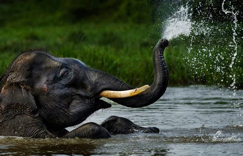 “the Only Way We Can Save The Species Is In The Wild” An Interview