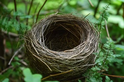 Analyzing Nest Construction Techniques Ar Generative Ai Premium Ai Generated Image