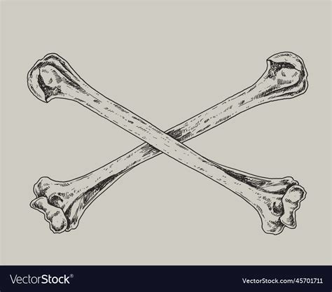 Skull And Crossbones Drawing Royalty Free Vector Image