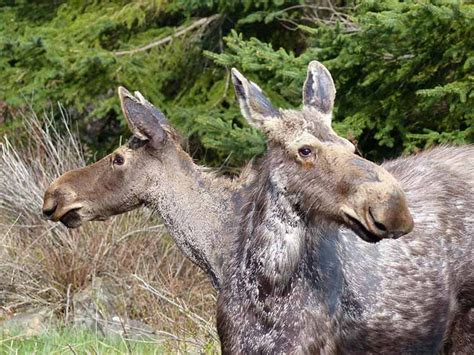 Chernobyl Pictures Of Mutations