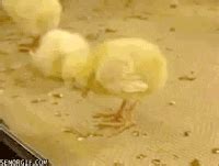Pollito S Get The Best  On Er