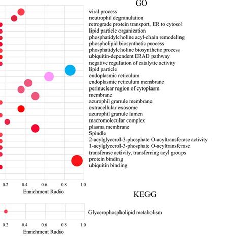 Functional Enrichment Analysis Based On Differentially Expressed Genes Download Scientific