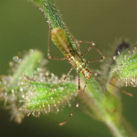 Assassin Bug Unknown Species