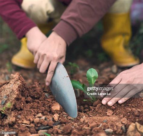 Asian Planting Photos And Premium High Res Pictures Getty Images
