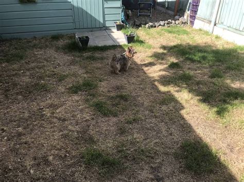 Help With Very Patchy And Dead Grass Landscaping