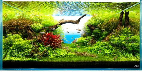 Amano Planted Tank