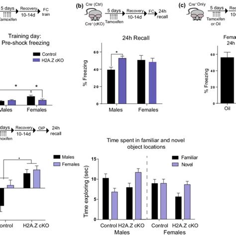 H2az Has Sex Specific Effects On Fear Memory Sensitization Of New Download Scientific Diagram