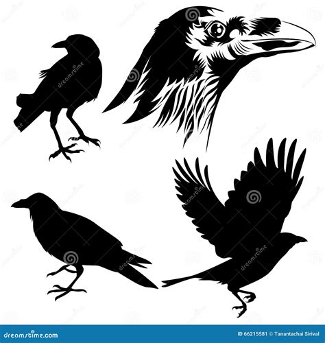 Crow Silhouette Stock Vector Illustration Of Crow Black 66215581