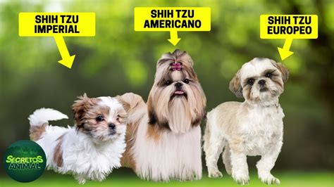 Shih Tzu Preço Tipos Cuidados E Guia Completo