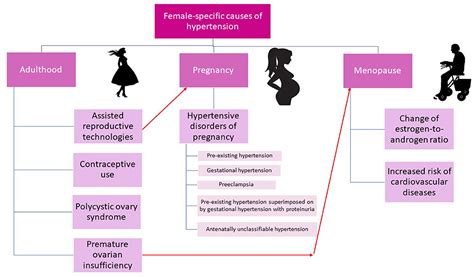 Frontiers Sex Differences In Hypertension Do We Need A Sex Specific