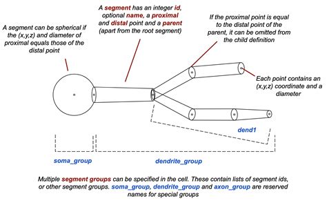 handling morphology files — neuroml documentation