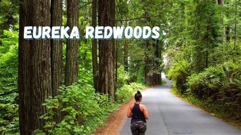 Redwood Walk At Sequoia Park Eureka Ca Youtube