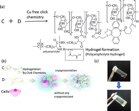 Scheme 3 Synthesis Of Hydrogel And Cell Encapsulation A Schematic